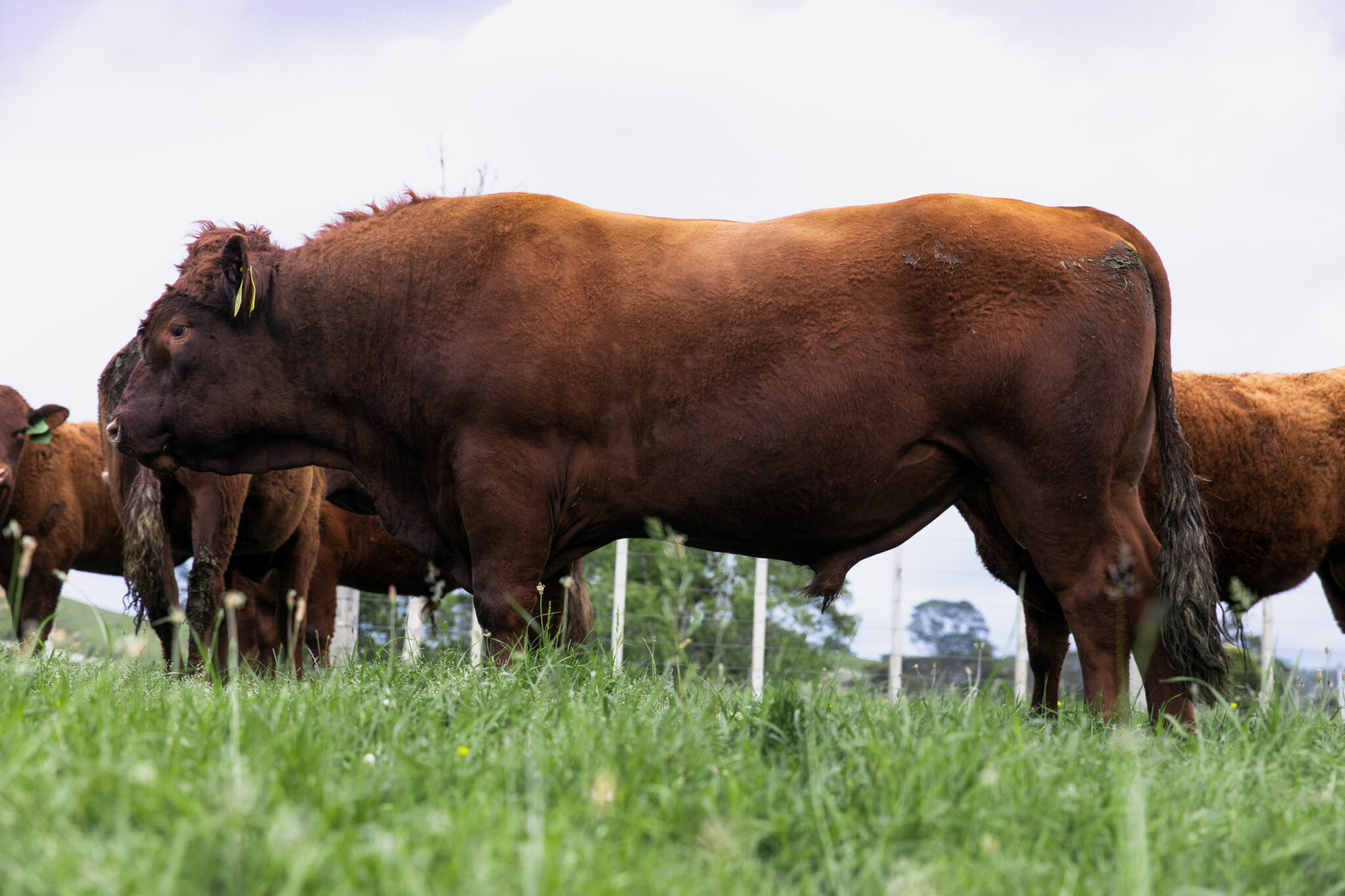 Red Devon Cattle – Ahuroa Red Devon