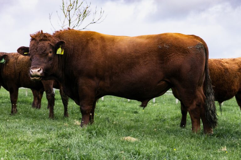 Red Devon Cattle – Ahuroa Red Devon