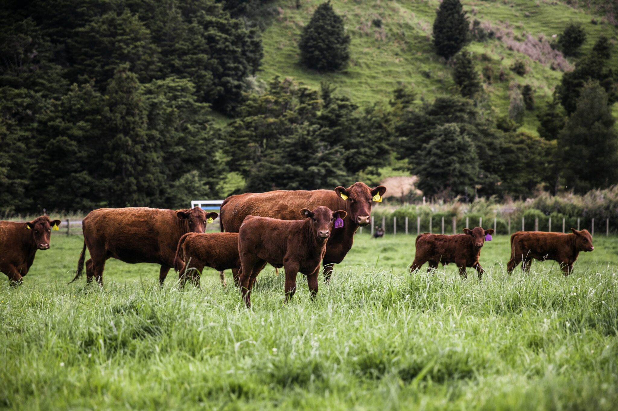 Red Devon Cattle – Ahuroa Red Devon