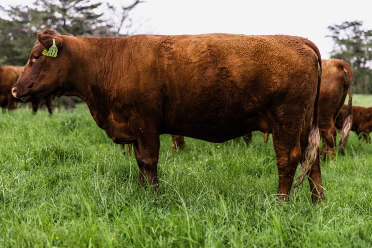 Red Devon Cattle – Ahuroa Red Devon