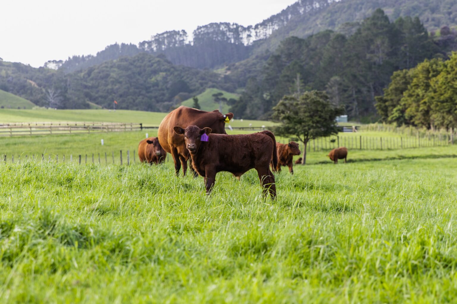 Red Devon Cattle – Ahuroa Red Devon
