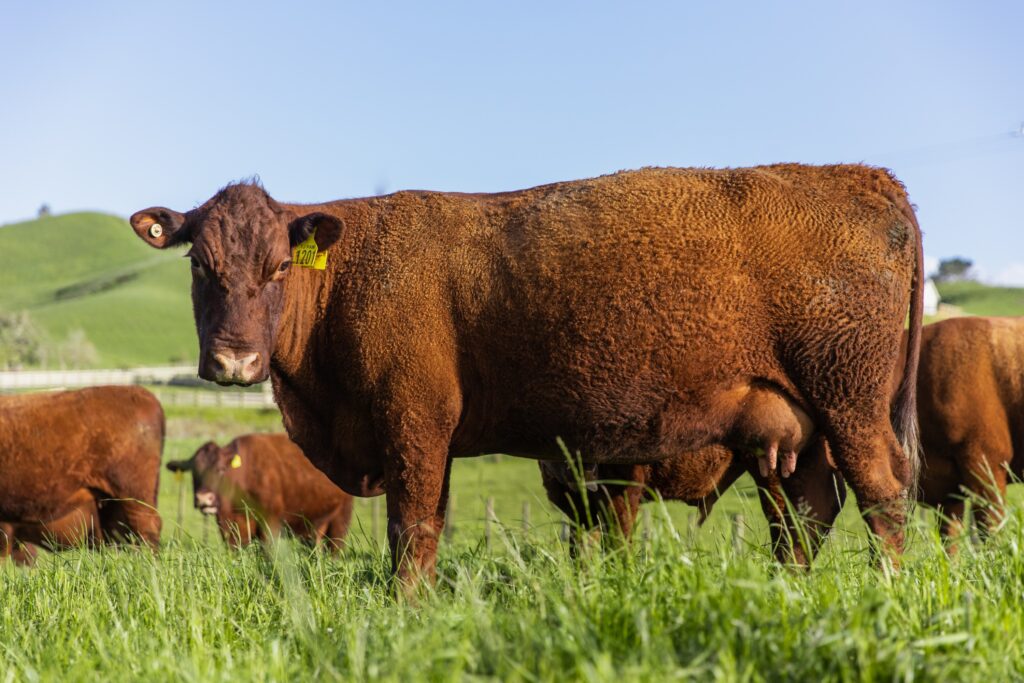 Red Devon Cattle Ahuroa Red Devon