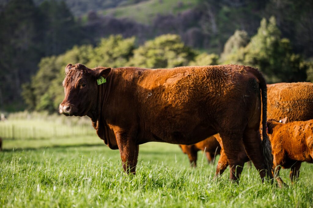 Red Devon Cattle – Ahuroa Red Devon
