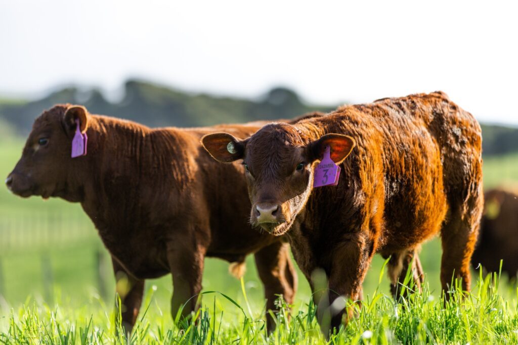 Red Devon Cattle – Ahuroa Red Devon