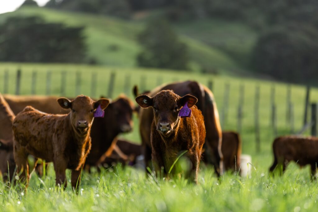 Red Devon Cattle – Ahuroa Red Devon