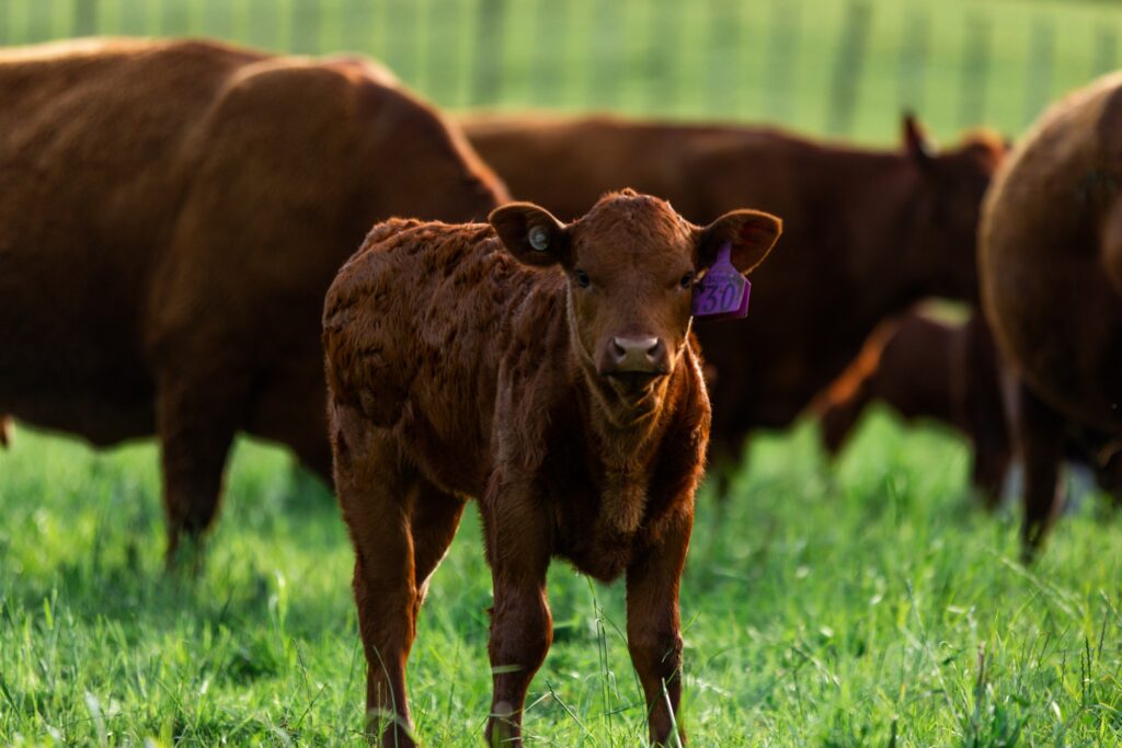 Red Devon Cattle – Ahuroa Red Devon