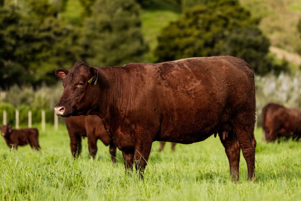 Red Devon Cattle – Ahuroa Red Devon