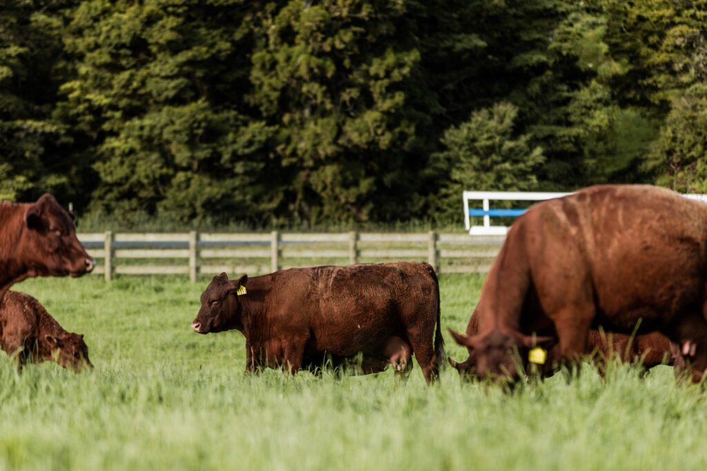 Red Devon Cattle – Ahuroa Red Devon