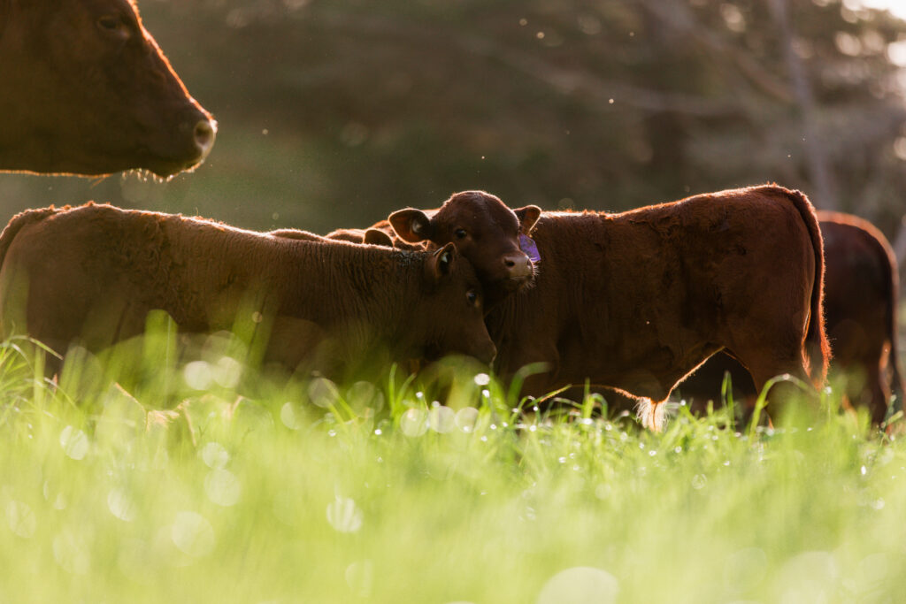 Red Devon Cattle – Ahuroa Red Devon