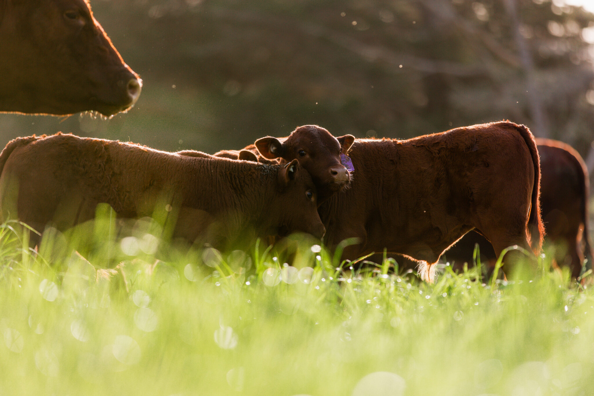 Red Devon Cattle – Ahuroa Red Devon
