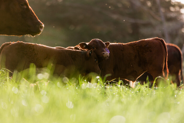 Red Devon Cattle – Ahuroa Red Devon