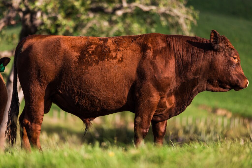 Red Devon Cattle – Ahuroa Red Devon