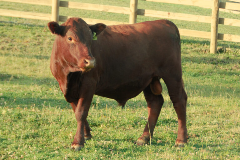 Red Devon Cattle – Ahuroa Red Devon