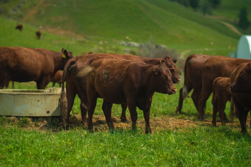 Red Devon Cattle – Ahuroa Red Devon