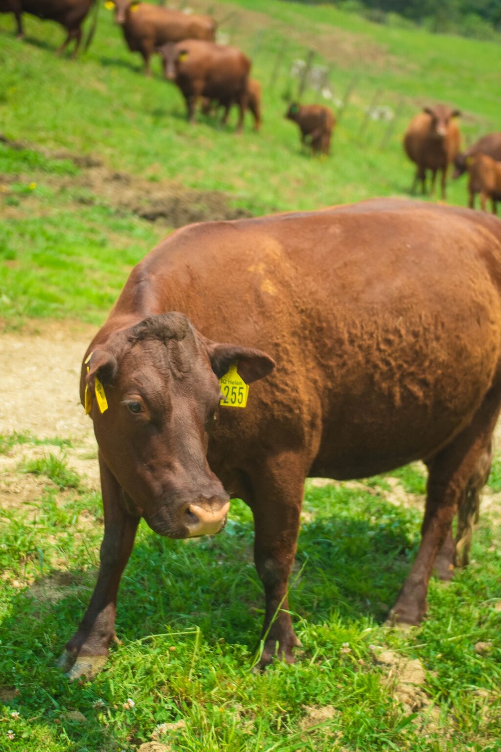 Red Devon Cattle – Ahuroa Red Devon
