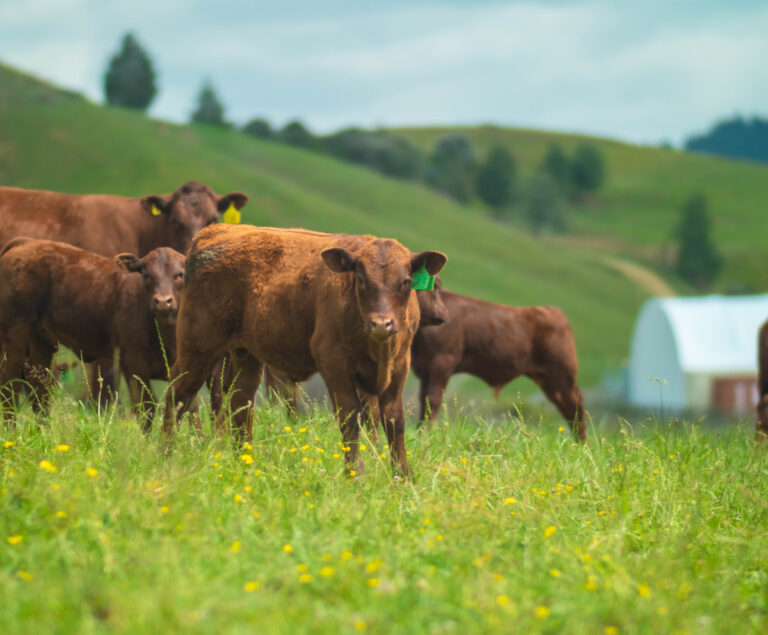 About Red Devon Cattle – Ahuroa Red Devon